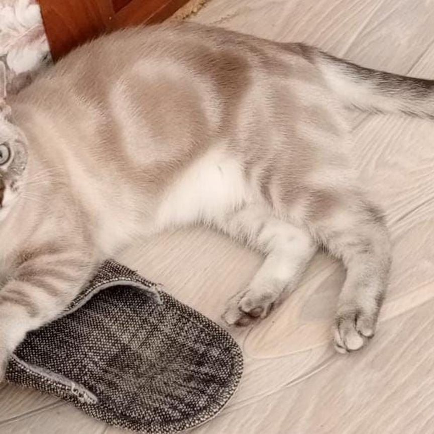 Молодая кошечка в добрые руки