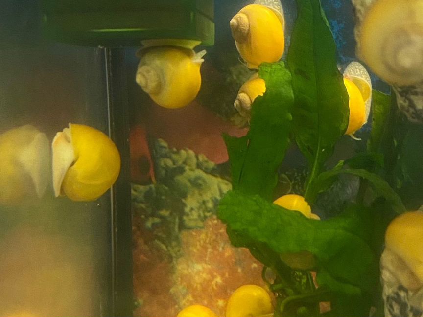 Улитки ампулярии малыши