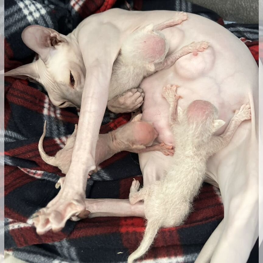 Донской сфинкс котёнок