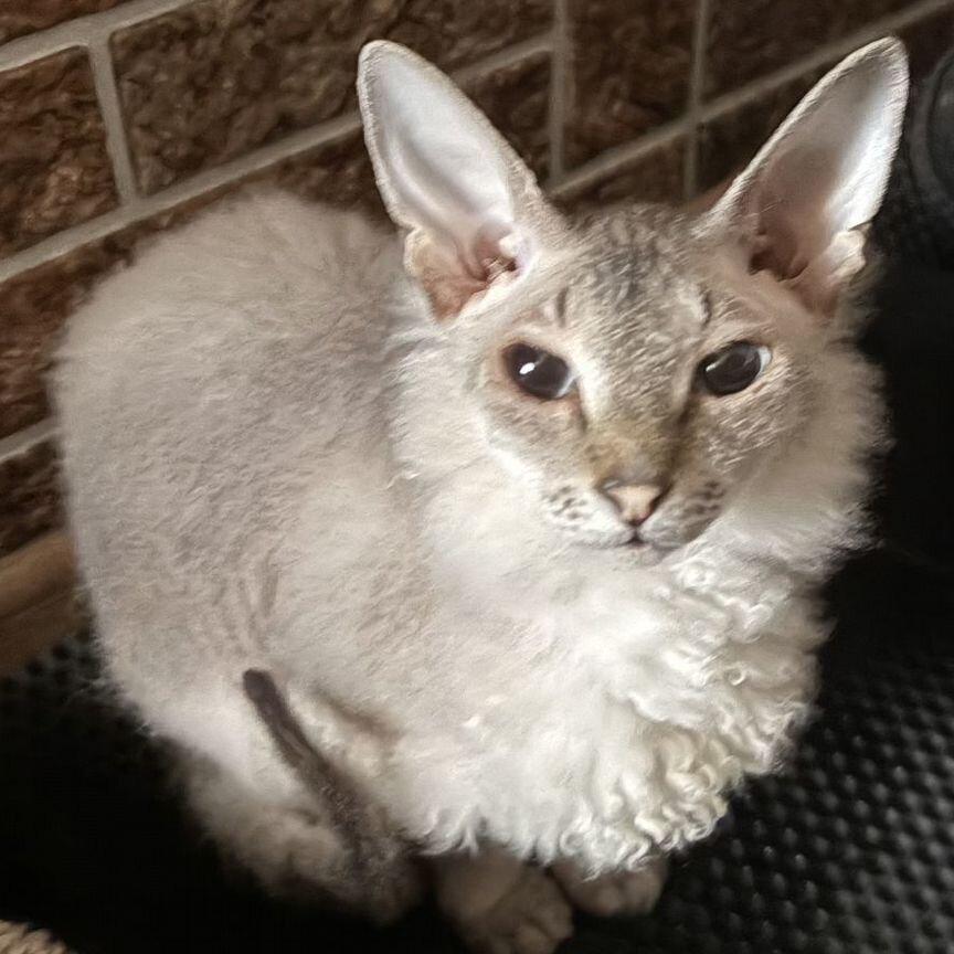 Донской сфинкс, взрослая кошка