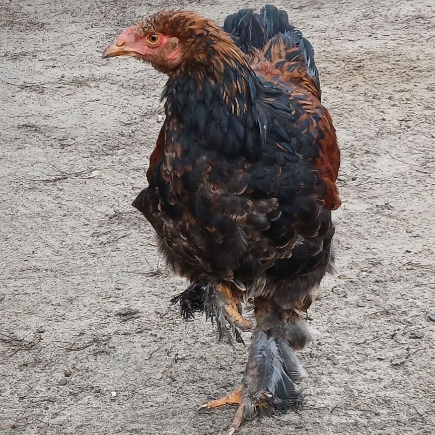 Молодые петухи брама