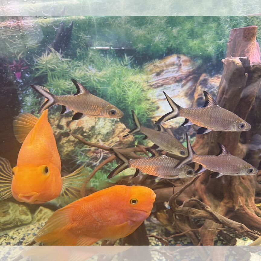 Акулий балу стайка 5шт