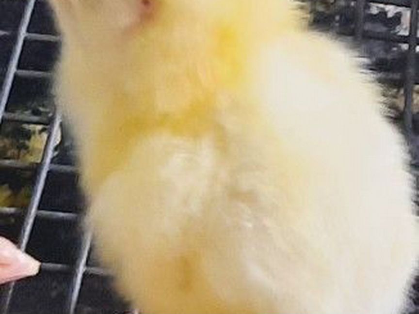 Цыплята бройлеры суточные