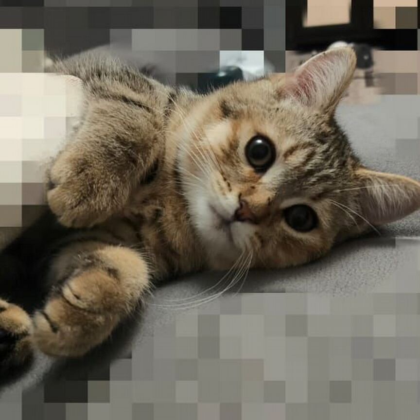 Отдам шотландского котенка