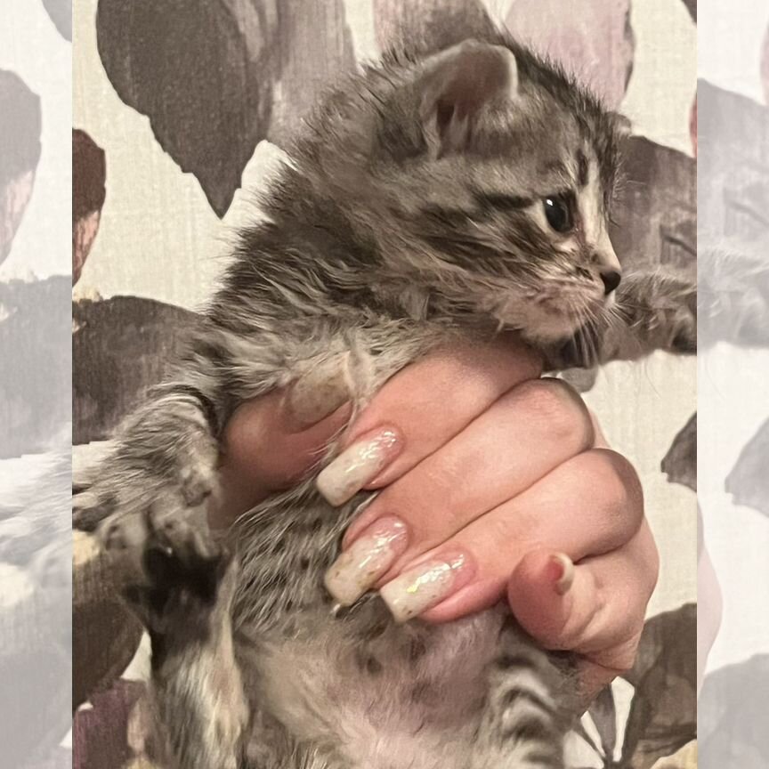 Британский короткошёрстный котёнок