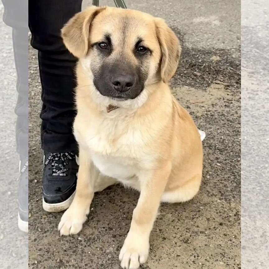 Щенок в добрые руки