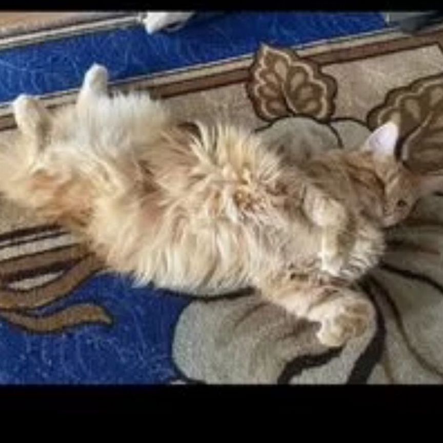 Мейн-кун, взрослая кошка