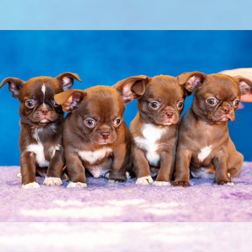 Чихуахуа, щенок