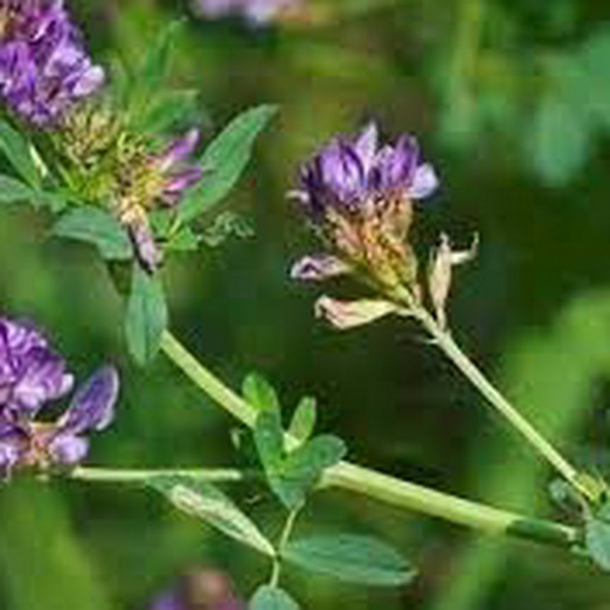 Люцерна изменчивая кормовая Виктория