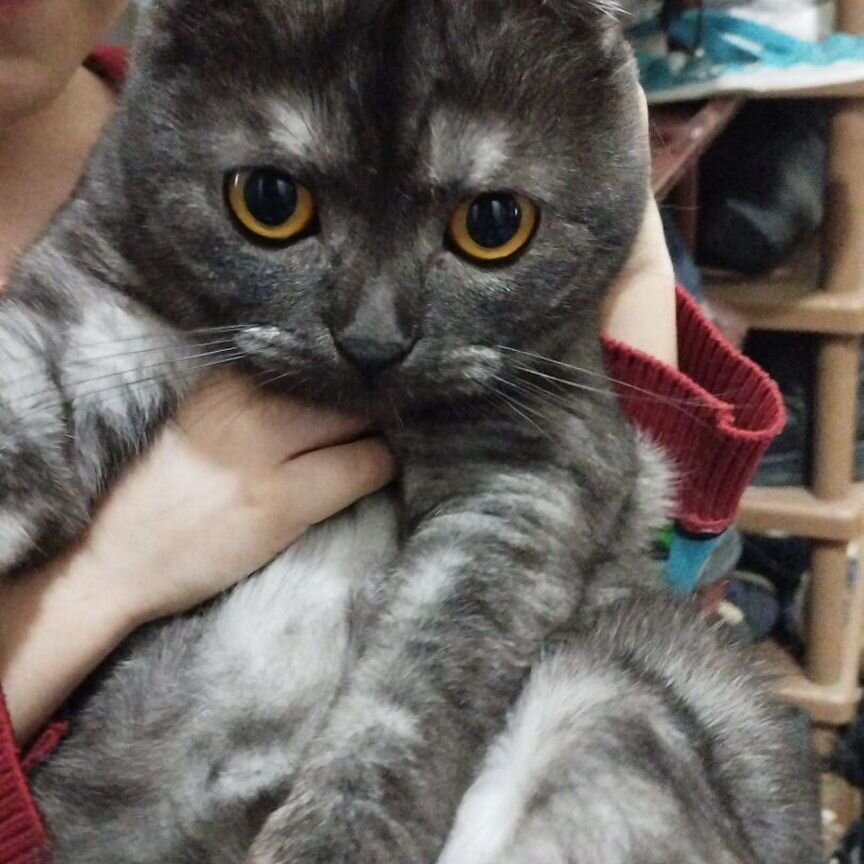Шотландская вислоухая кошка бесплатно