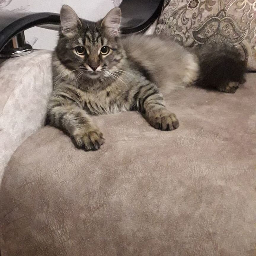 Помесь мейкуна кошка