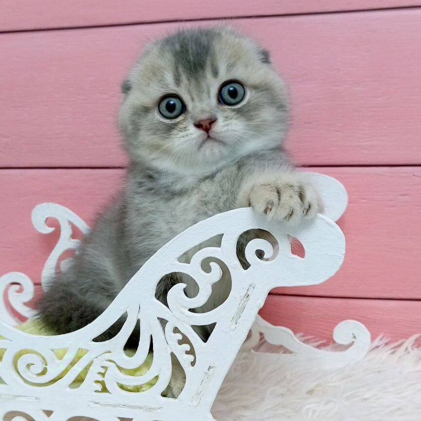 Шотландский мальчик