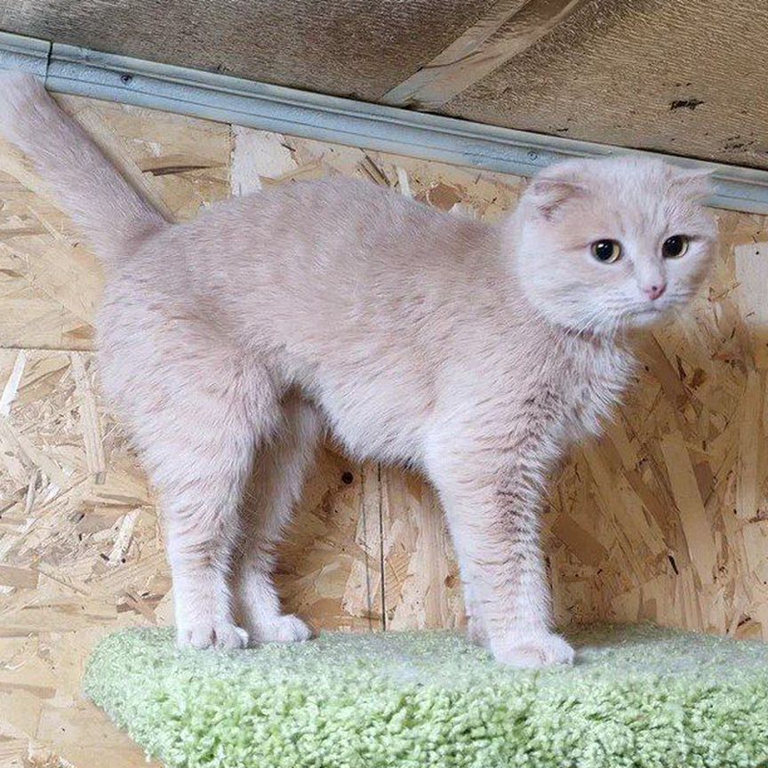 Шотландский вислоухий короткошёрстный котёнок