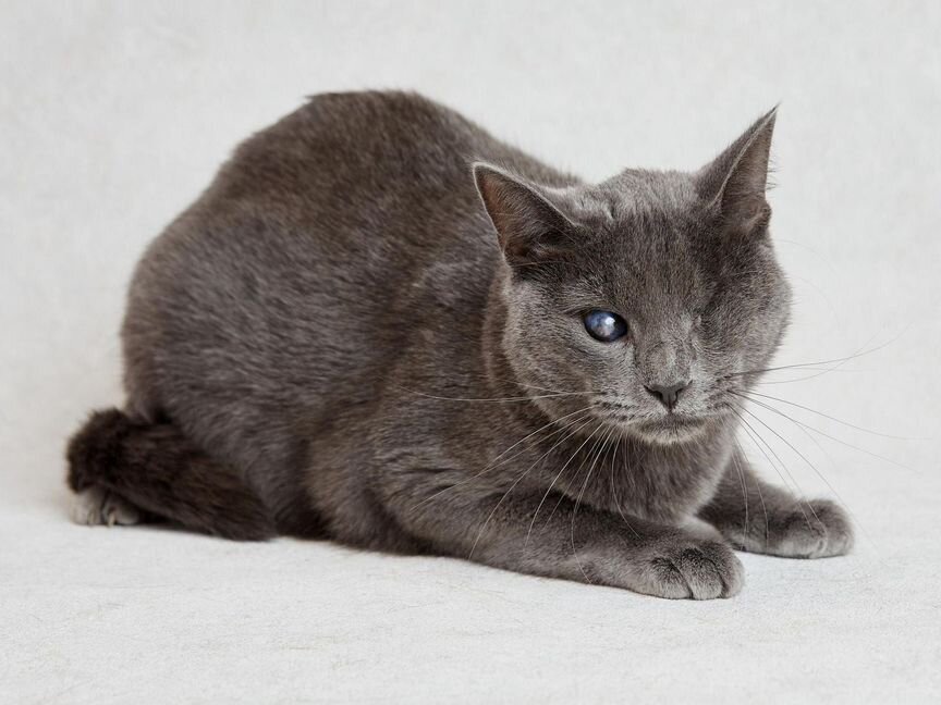 Гриша, котик, которого не хотят забирать