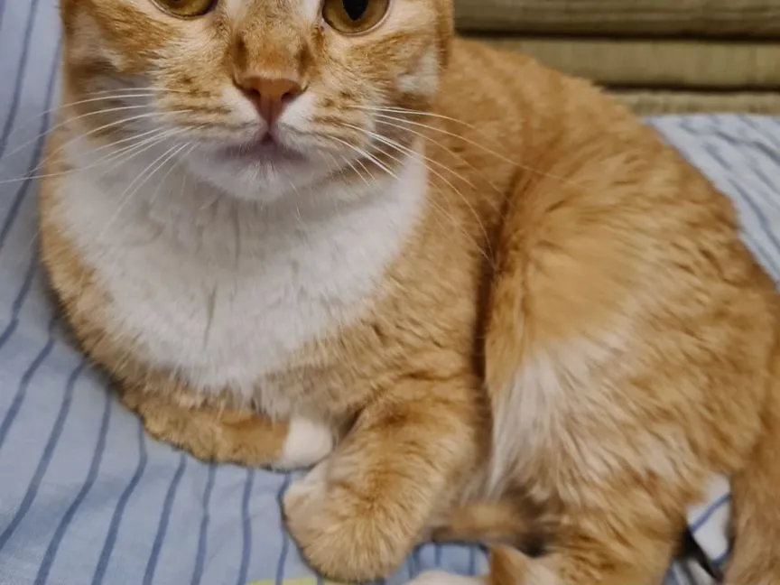 Кошка