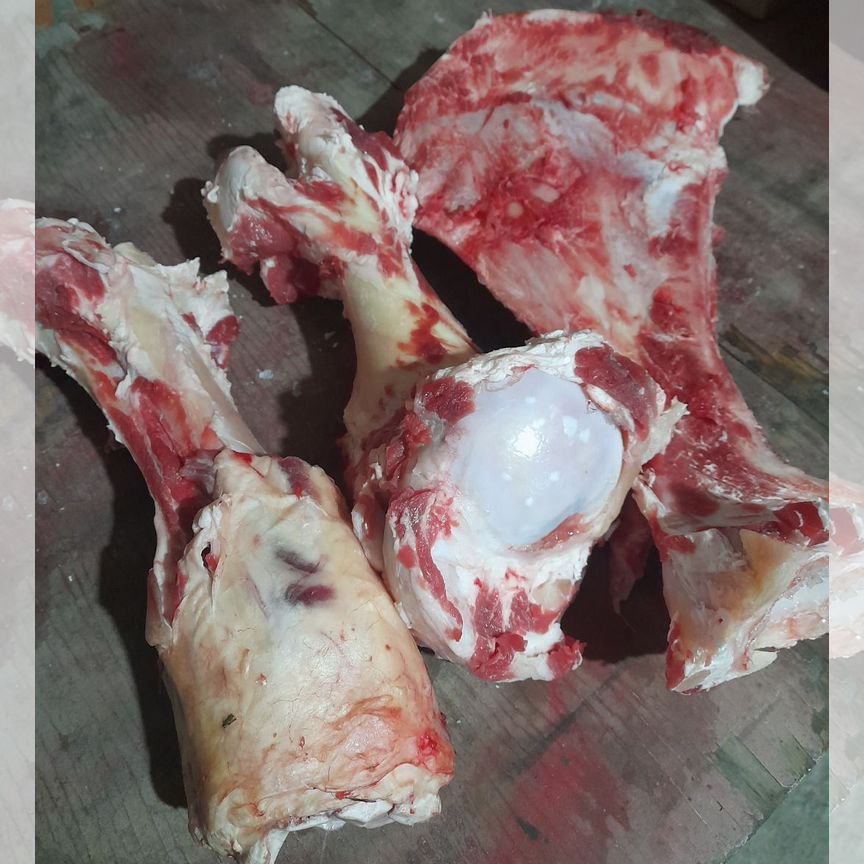 Корм для собак