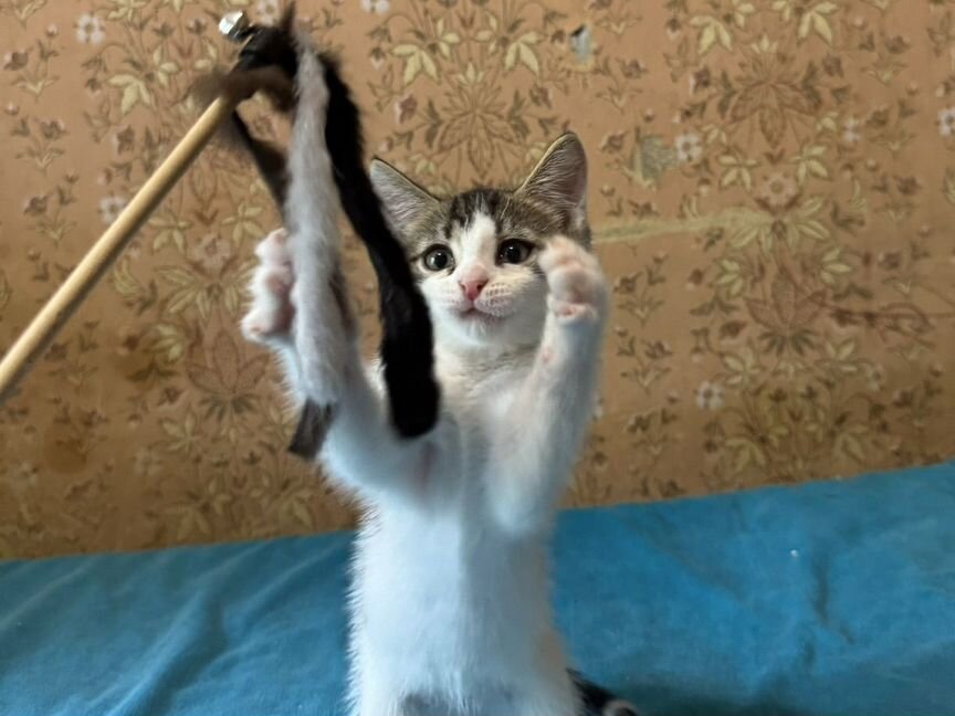 Котенок Сима