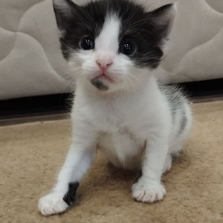 Котёнок в добрые руки