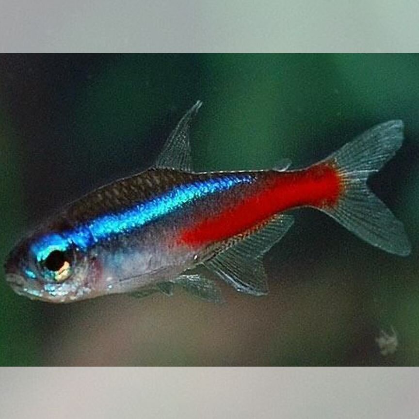 Аквариумные рыбки оптом