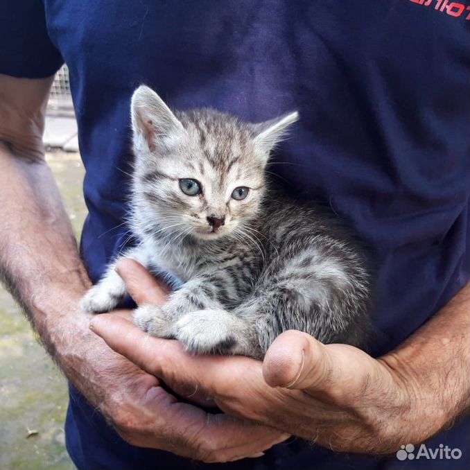 Котенок Тиграша очень нуждается в доме