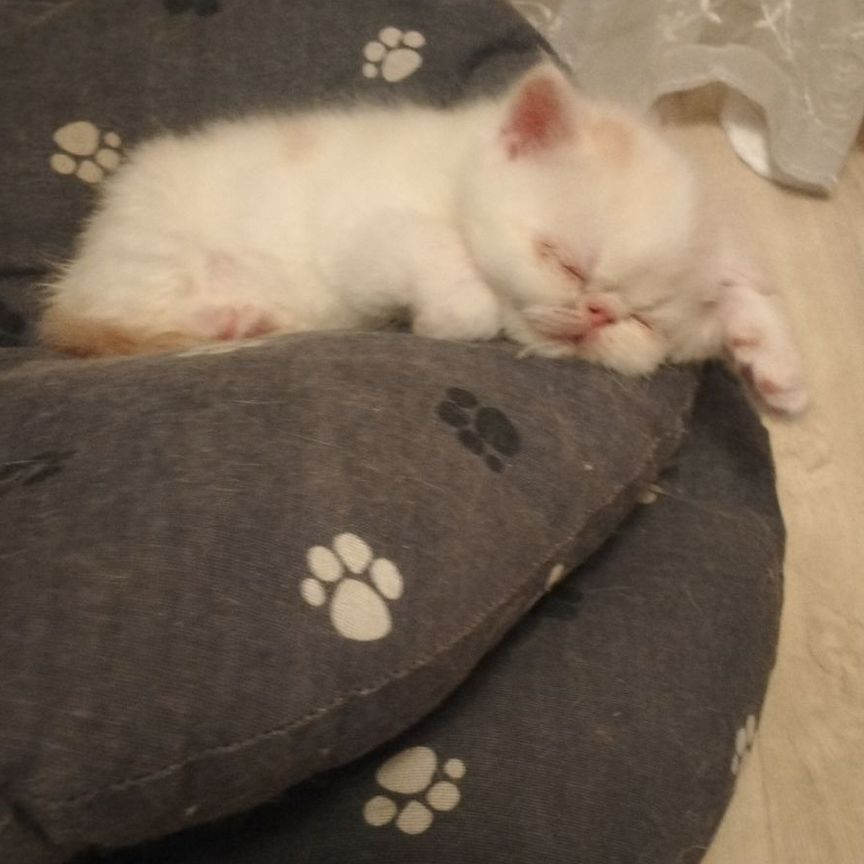 Сладкие малыши экзоты