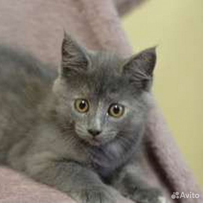 Котенок Хлоя ищет дом