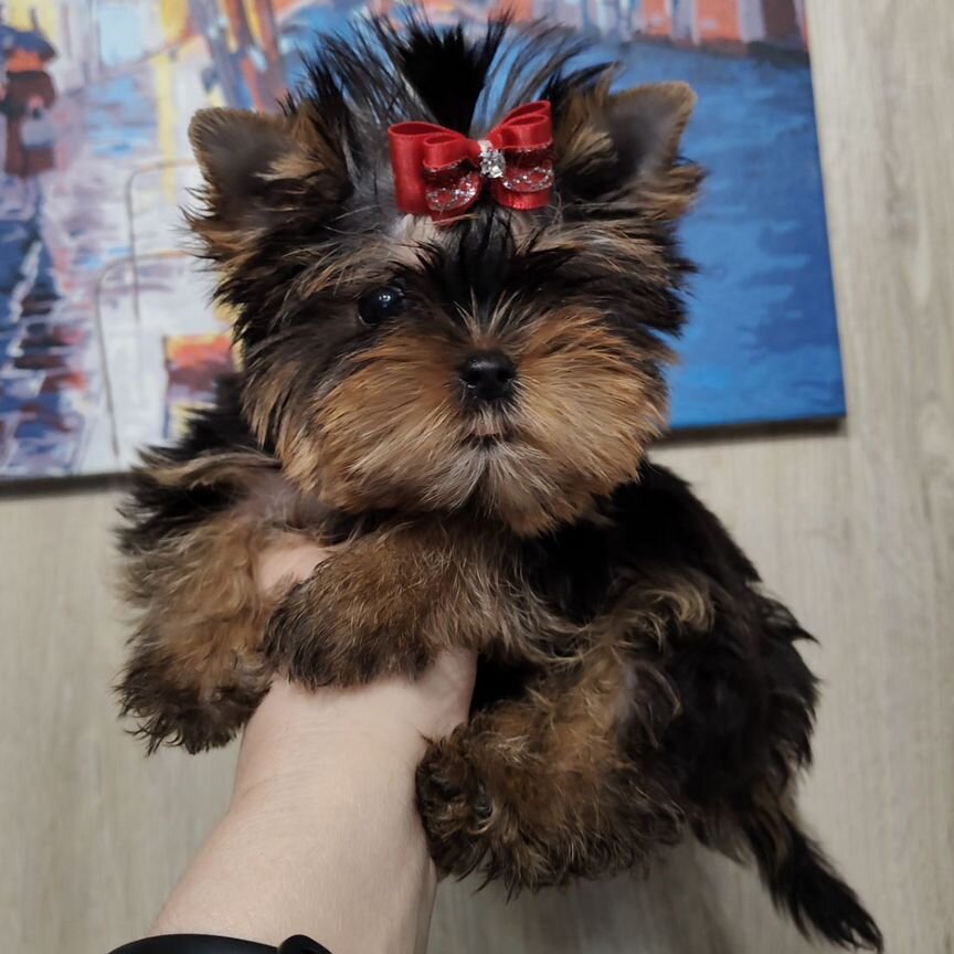 Йоркширский терьер, щенок