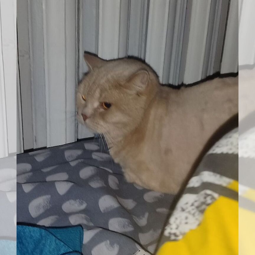 Отдам бесплатно кота