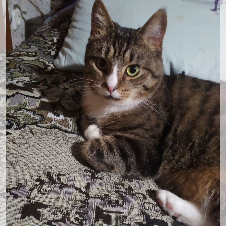 Отдам кота