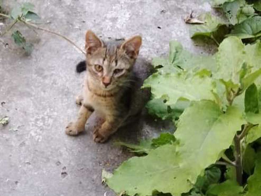 Котик на улице 3 месяца глазик болит