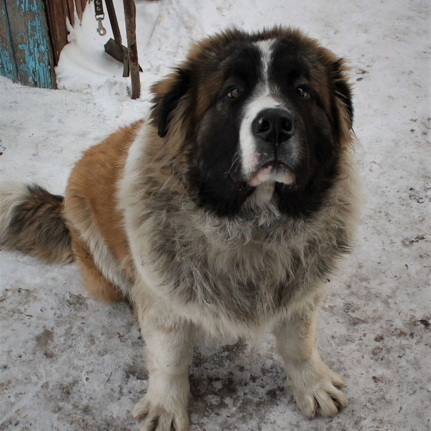 Вязка московская сторожевая