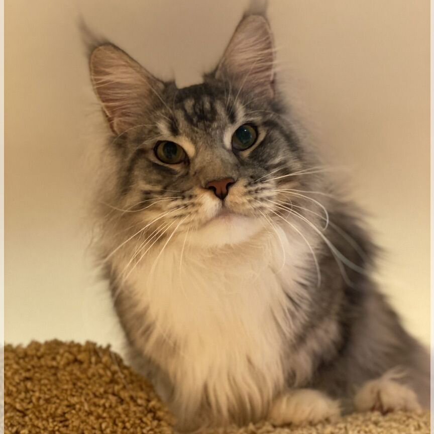 Мейн-кун, взрослый кот