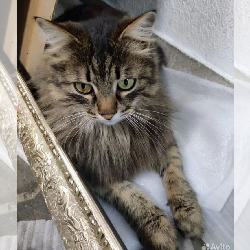 Кот живет в багетной мастерской