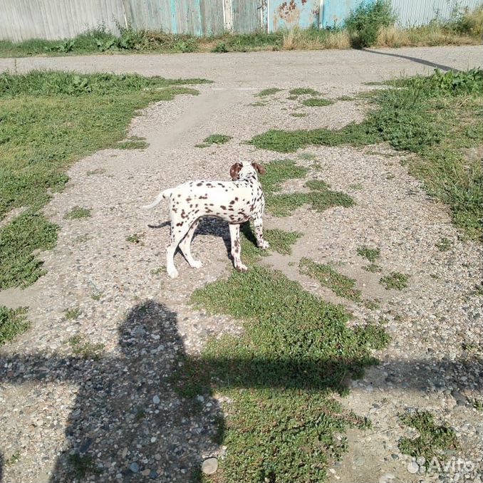 Продается долматинец