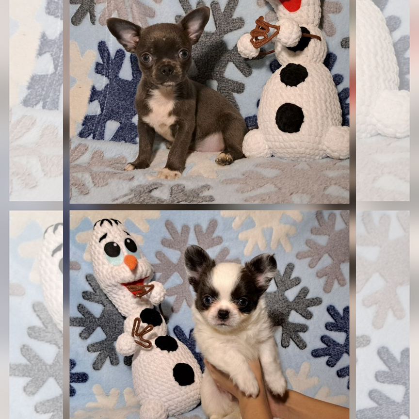 Чихуахуа, щенок