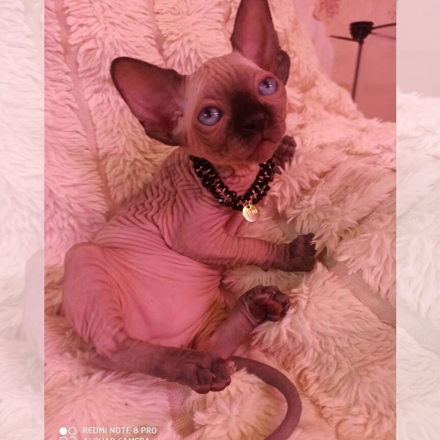 Канадский сфинкс котёнок