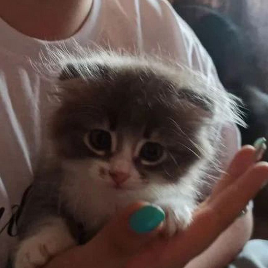 Шотландский вислоухий длинношёрстный котёнок
