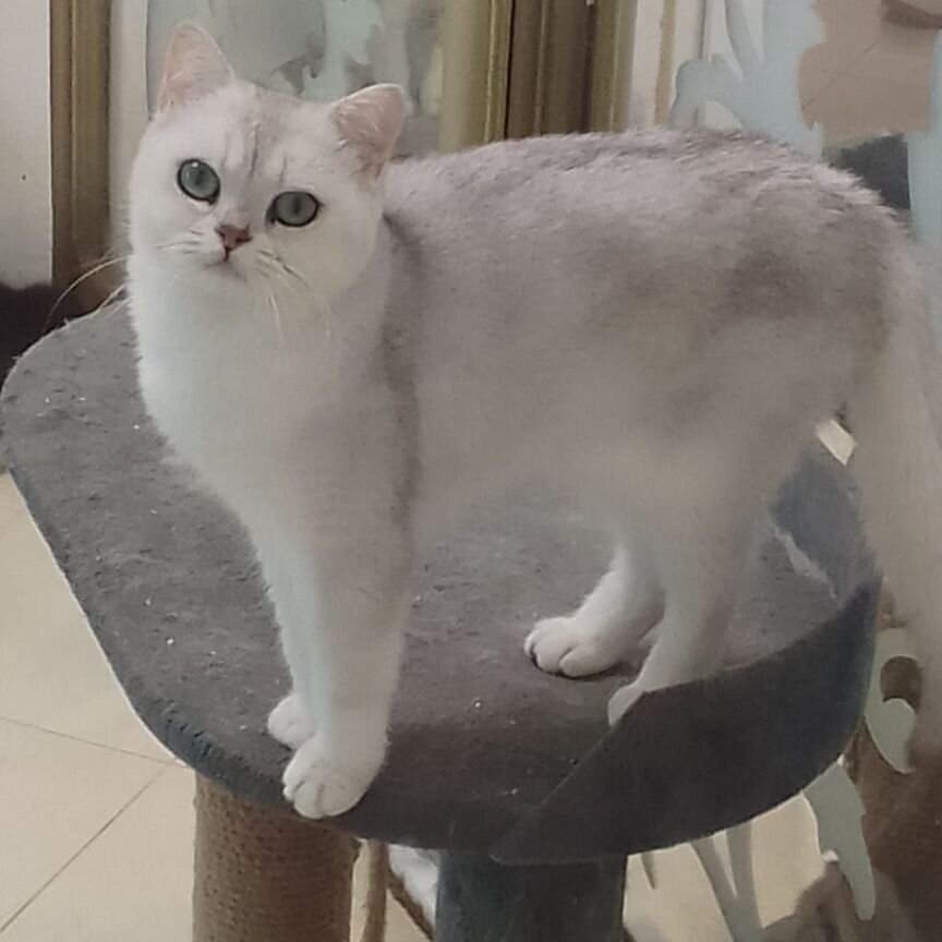 Шикарная серебряная шиншилла