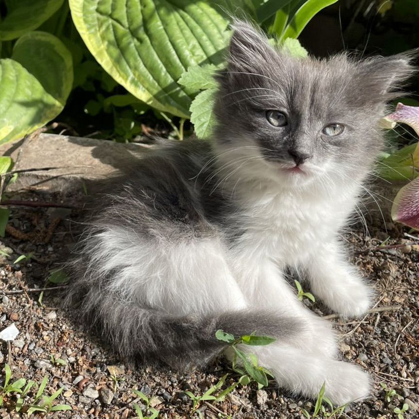 Котёнок в добрые руки
