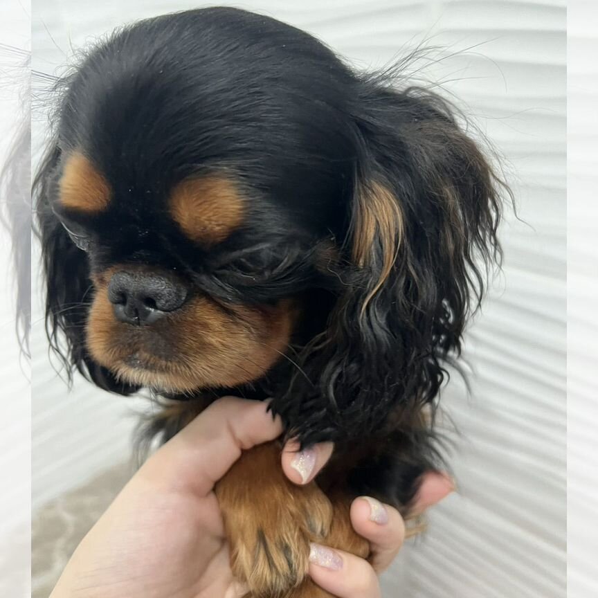 Кинг чарльз спаниель