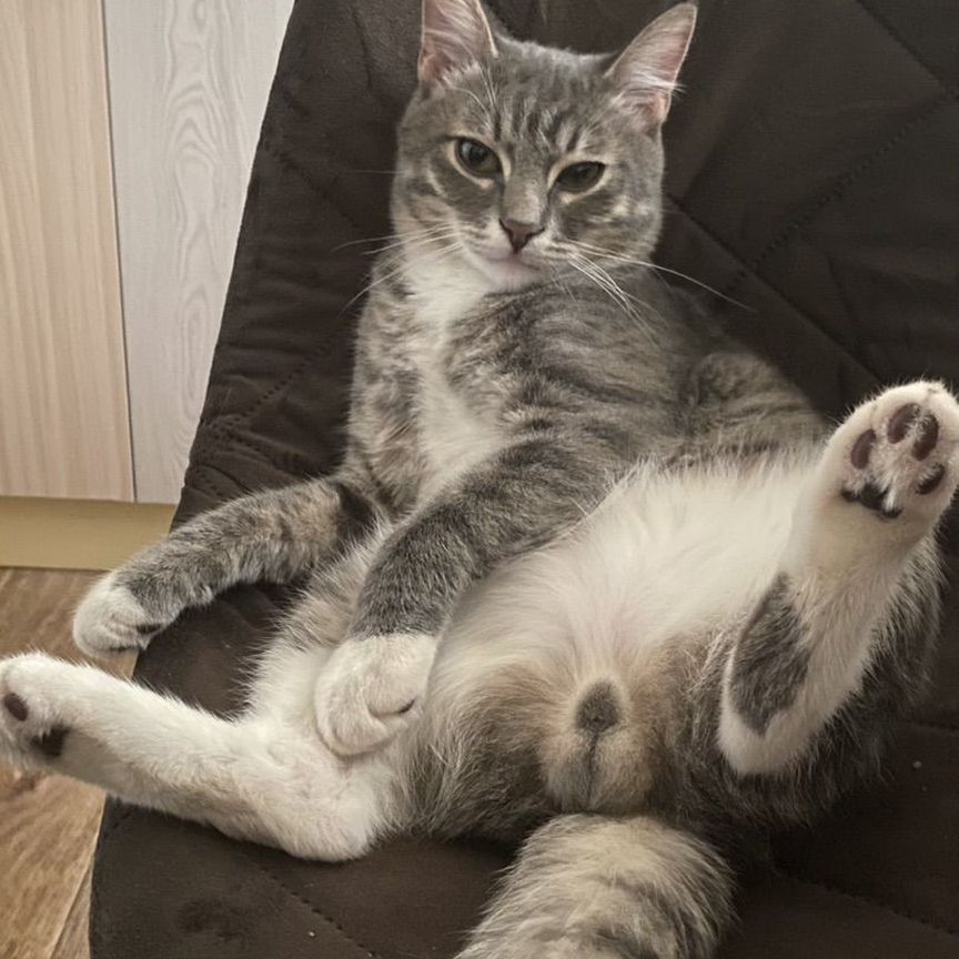 Кот