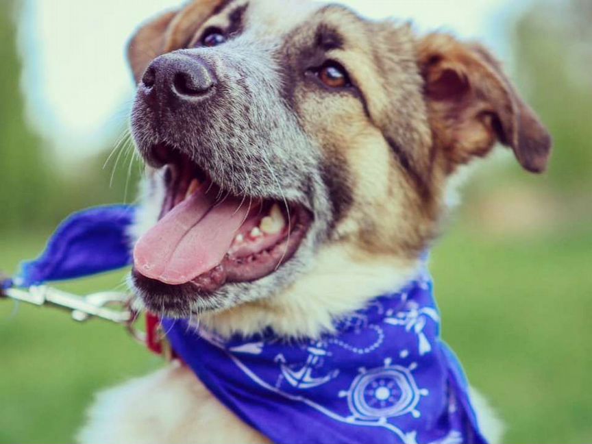 Милый пёс Микс в добрые руки