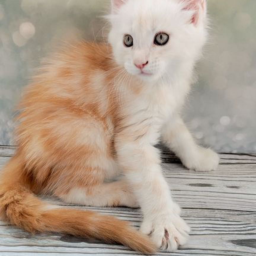 Котенок мейн-кун в добрые руки (с документами)