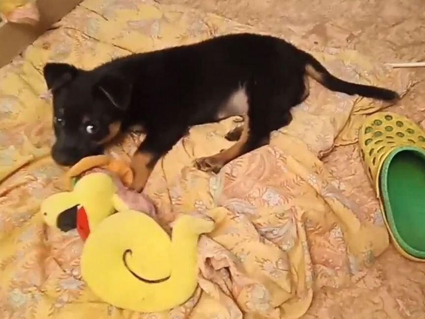 Щенок мальчик 2 месяца с доставкой