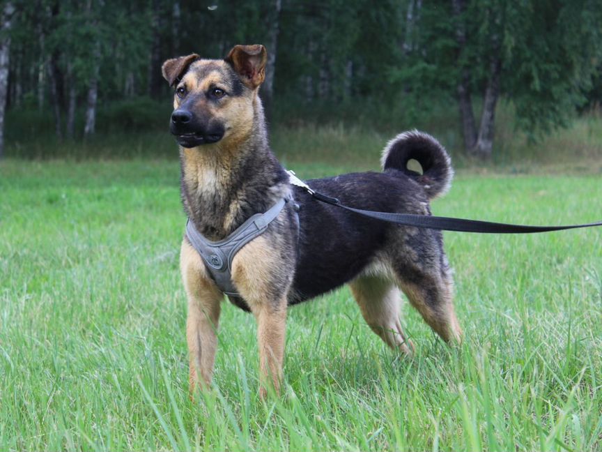 Джина - мелкая тигрица