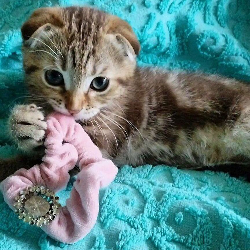 Шотландский вислоухий короткошёрстный котёнок