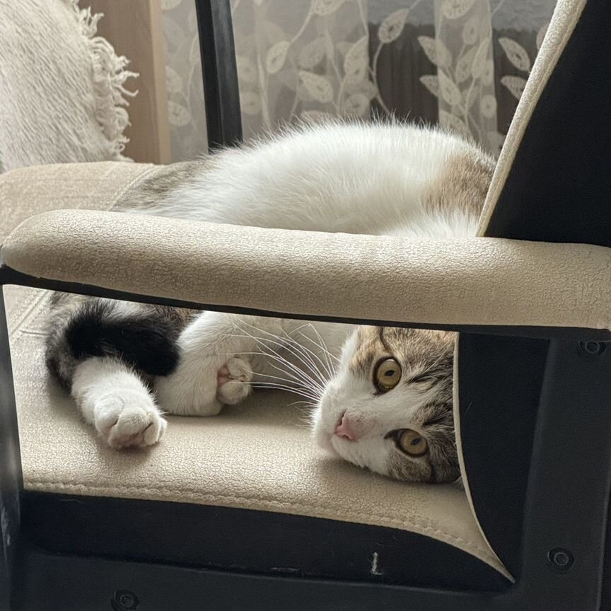 Найден кот