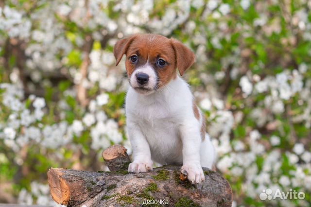 Джек Рассел терьер Щенки РКФ