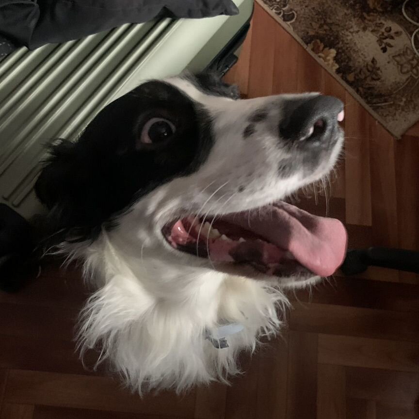 Собака в добрые руки