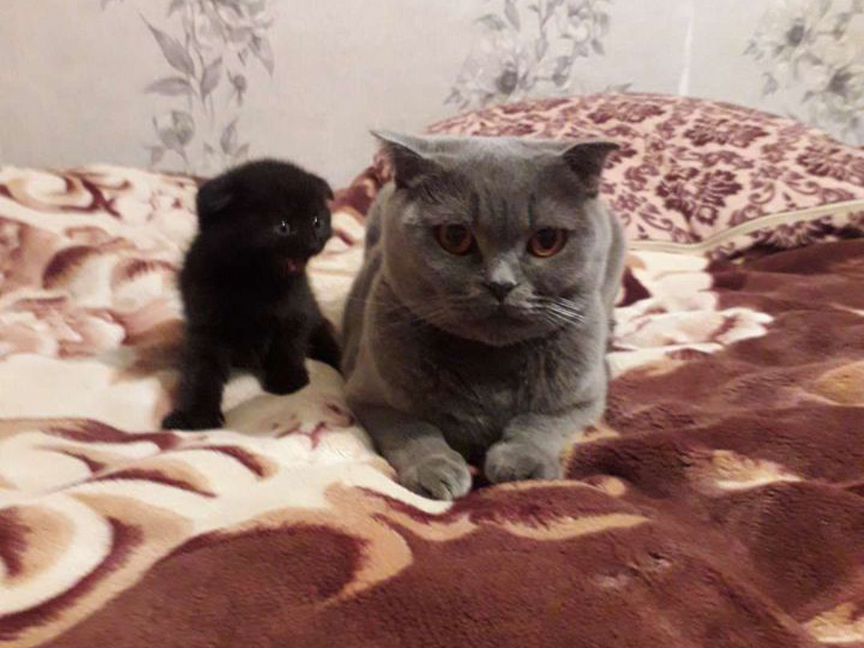 Шатланские вислоухие котята и прямоухие